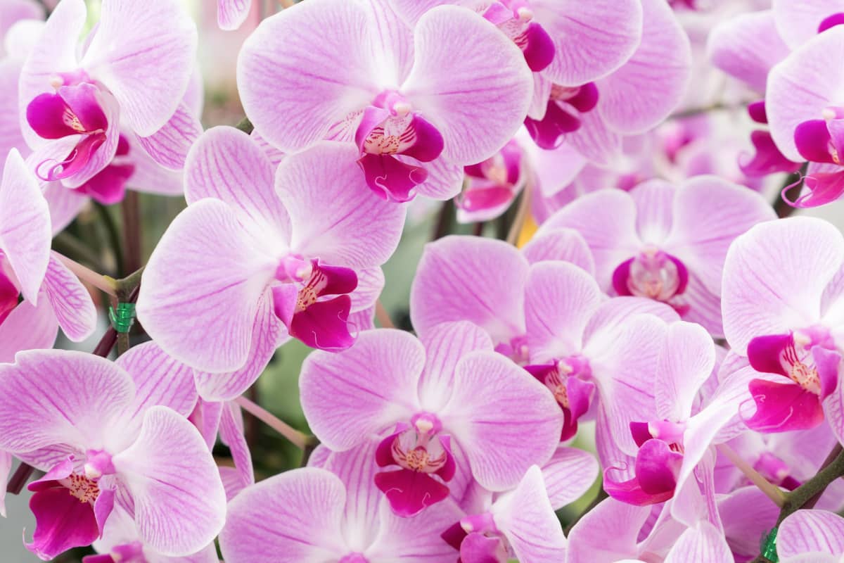 How To Take Care Of Orchids: The Ultimate Guide