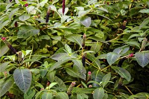 How To Get Rid Of Pokeweed For Good In 6 Simple Steps