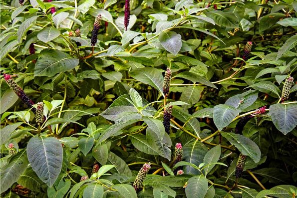 How To Get Rid Of Pokeweed For Good In 6 Simple Steps
