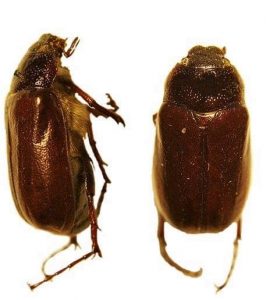 7 Expert Tactics How To Get Rid Of June Bugs In Your Garden