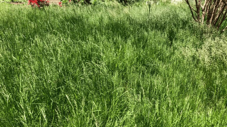 How To Cut Tall Grass & Conquer An Overgrown Lawn (5 Steps)