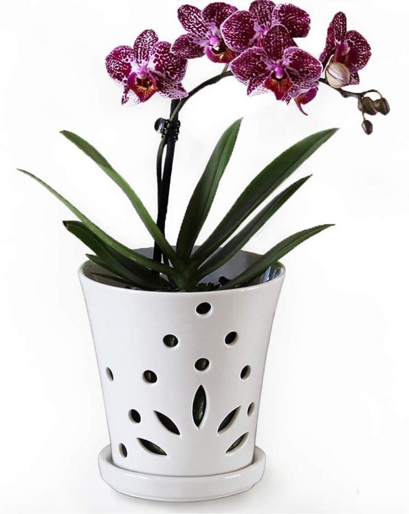 10 Best Orchid Pots & Containers Reviewed [+ Buyers Guide]