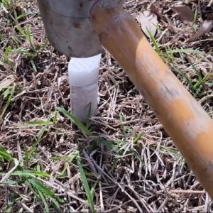 Best Citrus Tree Fertilizers 2023 | How & When To Use Them