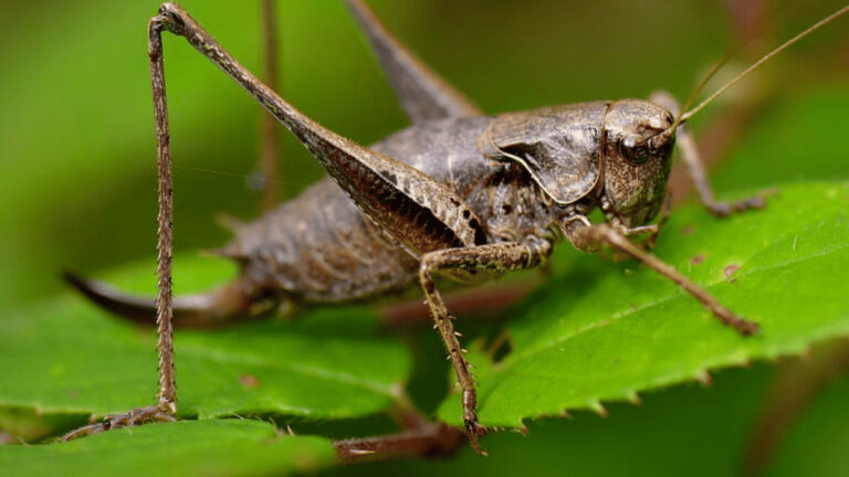 Do Grasshoppers Bite: 7 Important Facts You Need To Know