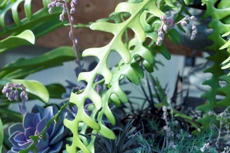 18 Stunning Hanging Succulents And Trailing Cacti