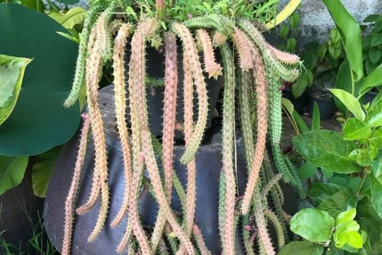 18 Stunning Hanging Succulents And Trailing Cacti