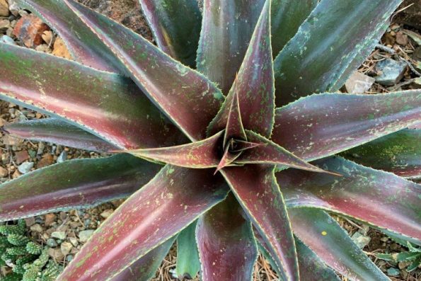 25 Stunning Purple Succulents And Cactus Plants
