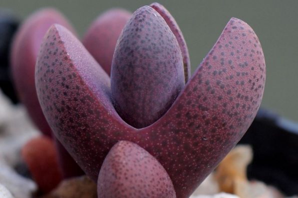25 Stunning Purple Succulents And Cactus Plants