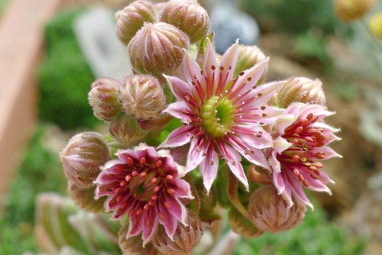 25 Stunning Purple Succulents And Cactus Plants