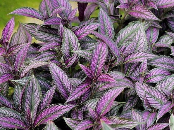 25 Best Purple House Plants For An Exotic Indoor Garden