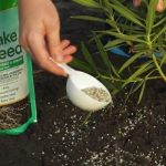 7 Best Evergreen Fertilizer | How And When To Use Them