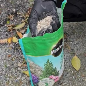 7 Best Evergreen Fertilizer | How And When To Use Them