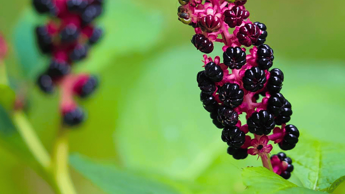 Is Pokeweed Poisonous To Touch? Risks, Symptoms, And More