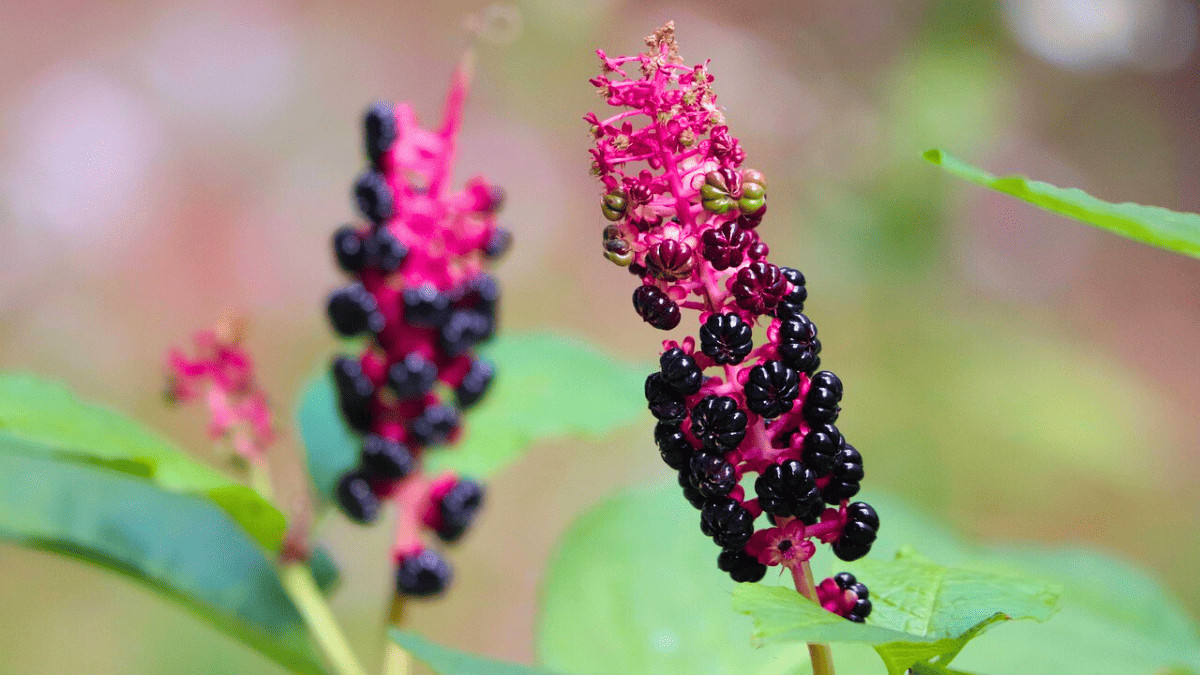 Is Pokeweed Poisonous To Touch? Risks, Symptoms, And More