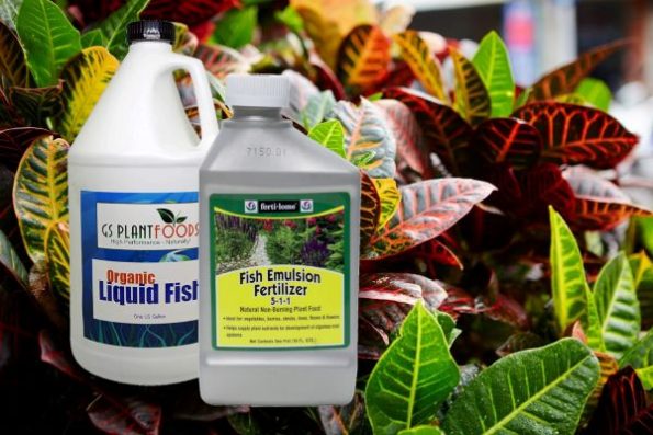 6 Best Fish Emulsion Fertilizers | How And When To Use Them
