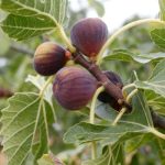 5 Best Fertilizer For Fig Trees | How And When To Use
