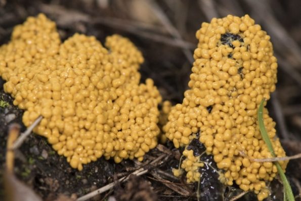 Yellow Fungus On Soil | Mold Or Fungus And Is It Harmful?