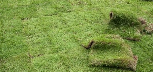 How Long For Sod Lines To Disappear Get Rid Of Sod Lines