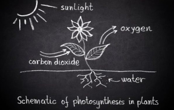 What Does A Plant Need To Survive And Grow