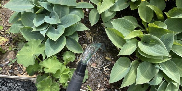 6 Best Fertilizers For Hostas | How & When To Use