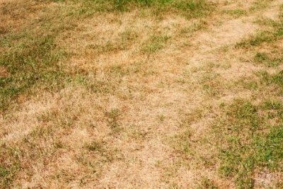 Why Is My Grass Turning Yellow | How To Make Lawn Green Again!