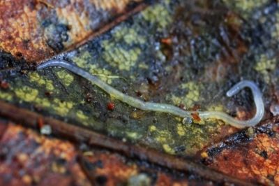 How To Get Rid Of Pot Worms In Houseplants | Tiny White Worm