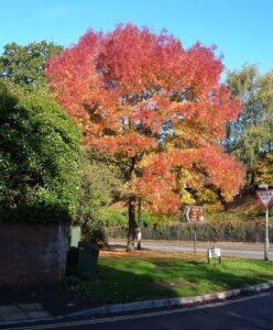 7 Colorful Fall Trees With Beautiful Foliage | Autumn Leaves
