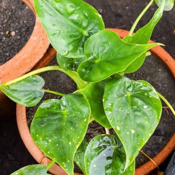 19 Alocasia Varieties | Rare Types And Species Of Houseplant