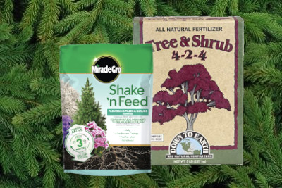 7 Best Fertilizer For Pine Trees | How And When To Use