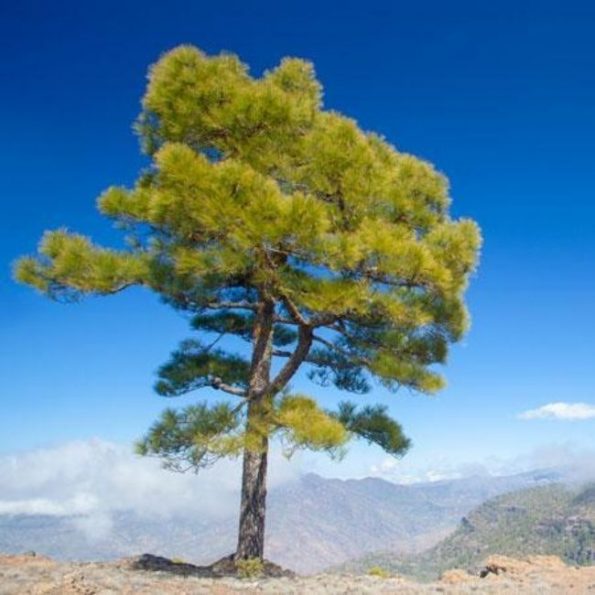 18 Beautiful Weeping Evergreen Trees With Hanging Branches