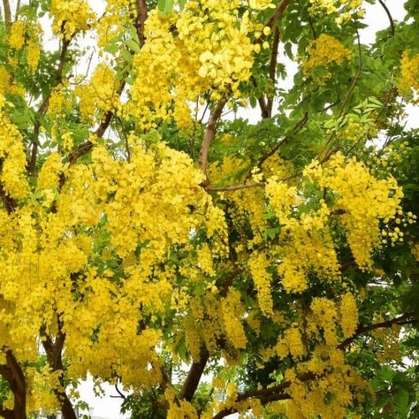 9 Beautiful Yellow Flowering Trees And Shrubs