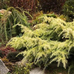 18 Beautiful Weeping Evergreen Trees With Hanging Branches
