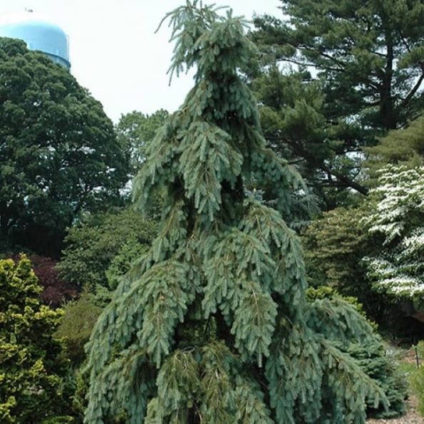 18 Beautiful Weeping Evergreen Trees With Hanging Branches
