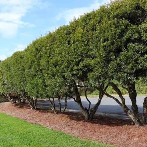 12 Cheap Fast Growing Privacy Trees, Hedges And Shrubs