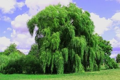 18 Beautiful Weeping Evergreen Trees With Hanging Branches