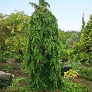 18 Beautiful Weeping Evergreen Trees With Hanging Branches