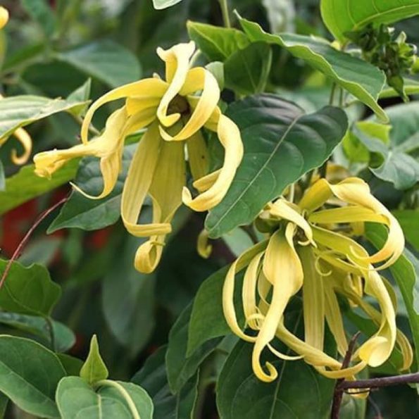 9 Beautiful Yellow Flowering Trees And Shrubs