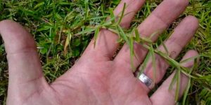 St. Augustine Grass | Growing, Maintaining, Weed Control