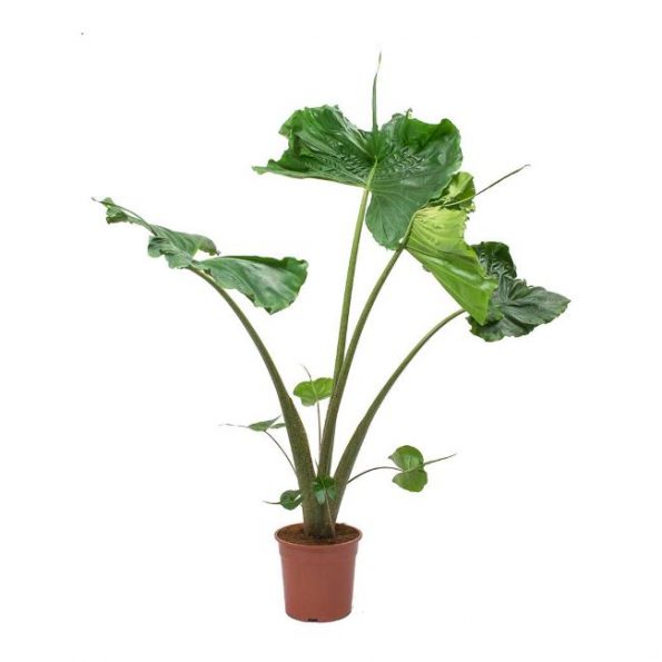 19 Alocasia Varieties | Rare Types And Species Of Houseplant