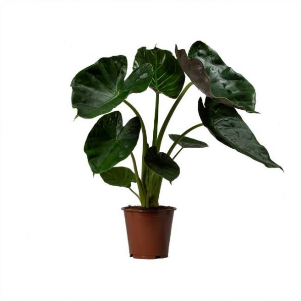 19 Alocasia Varieties | Rare Types And Species Of Houseplant