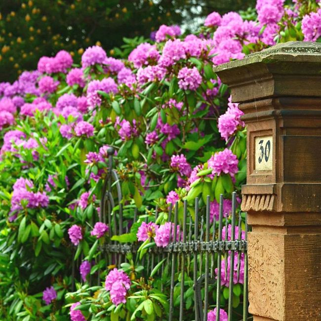 Best Plants To Grow Along Fence Line | Privacy Landscaping