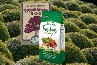 5 Best Boxwood Fertilizers | How & When To Apply