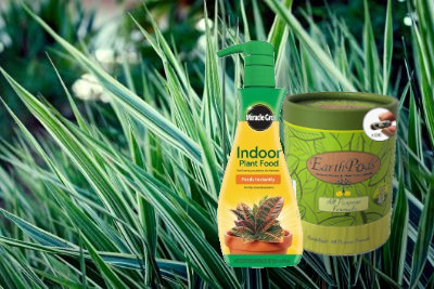 5 Best Fertilizer For Spider Plants | How And When To Use