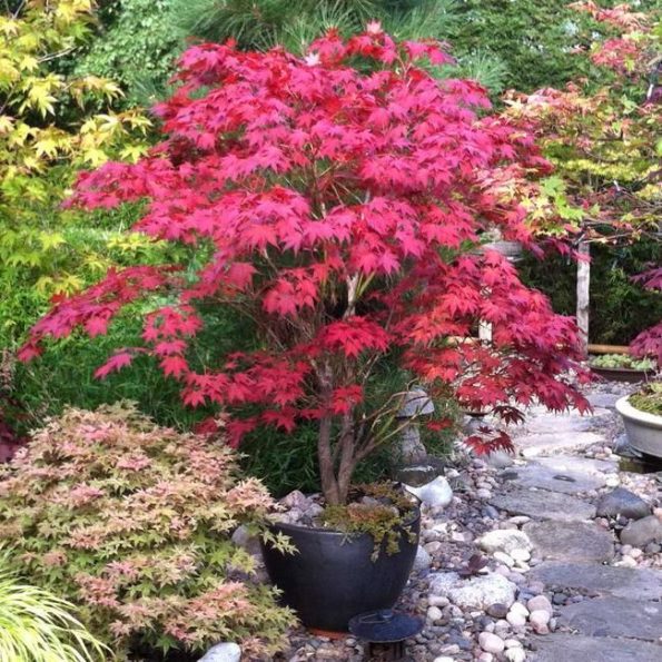 19 Best Trees For Front Yards And Near Your Home