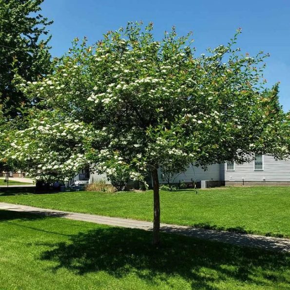 19 Best Trees For Front Yards And Near Your Home