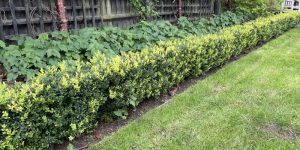 5 Best Boxwood Fertilizers | How & When To Apply