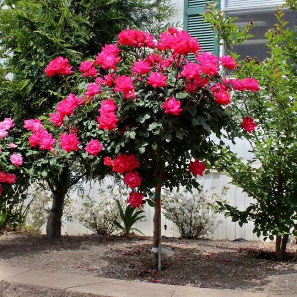 19 Best Trees For Front Yards And Near Your Home