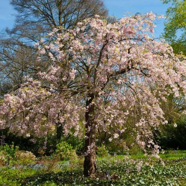 19 Best Trees For Front Yards And Near Your Home