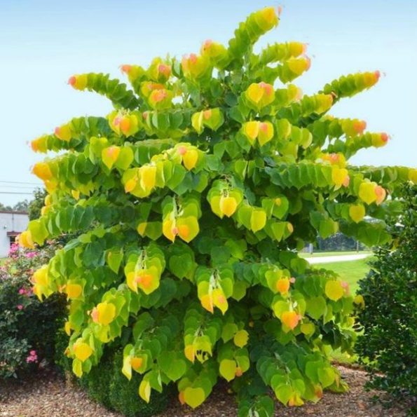 9 Captivating Trees With Heart-Shaped Leaves