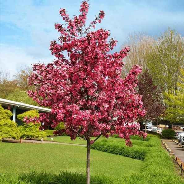 19 Best Trees For Front Yards And Near Your Home